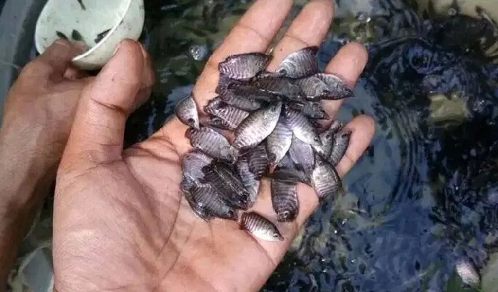 Cara Budidaya Artemia di Botol Plastik - ~CuriKamu~